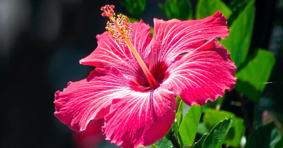 Caribbean Flower Symbolism - What These Tropical Blooms Represent